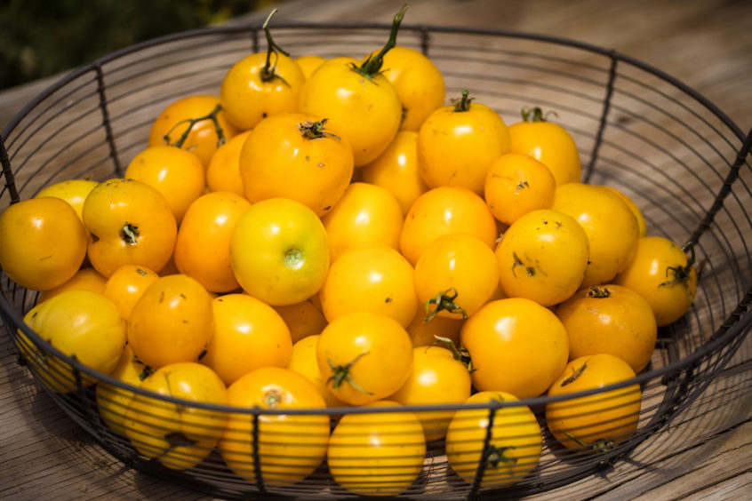 Determinate Tomatoes for Heavy Yields San Diego Seed Company