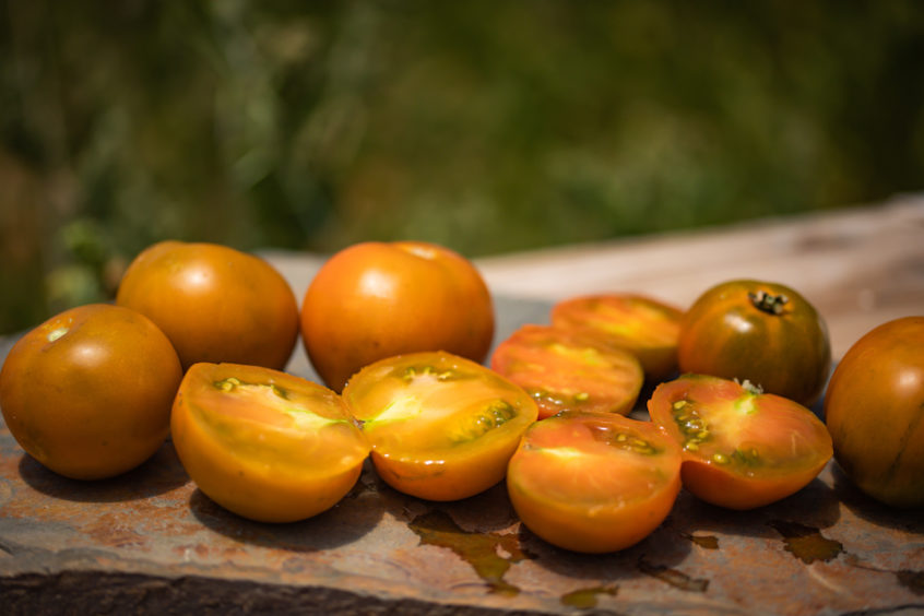 Thornburn's Terra-Cotta — Organic Seeds — San Diego Seed Company