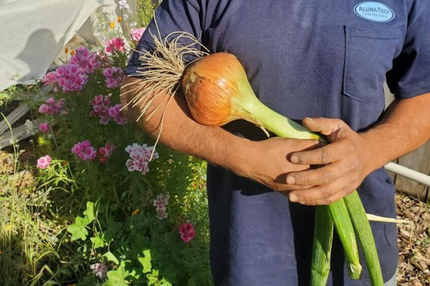 Yellow Granex Onion Seeds — San Diego Seed Company