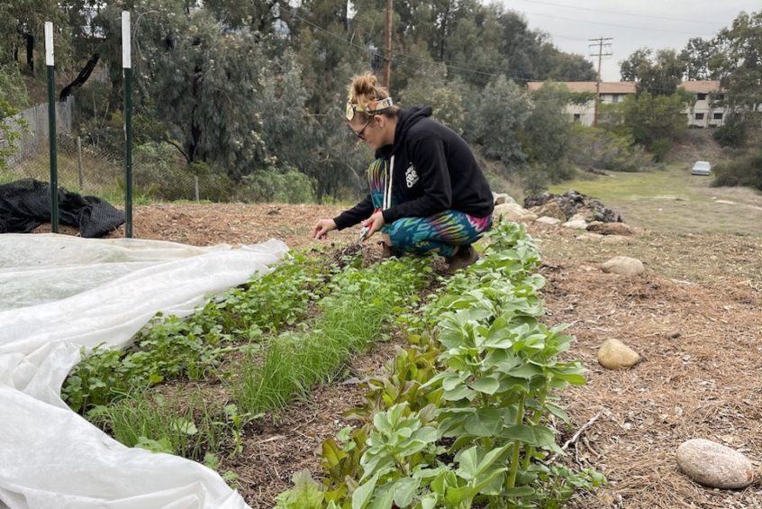 Organic Plant Protection | Row Cover | San Diego Seed Company