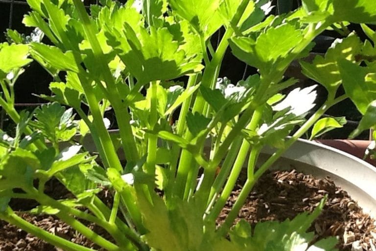 Organic Lovage Seeds — Medicinal Herb — San Diego Seed Company