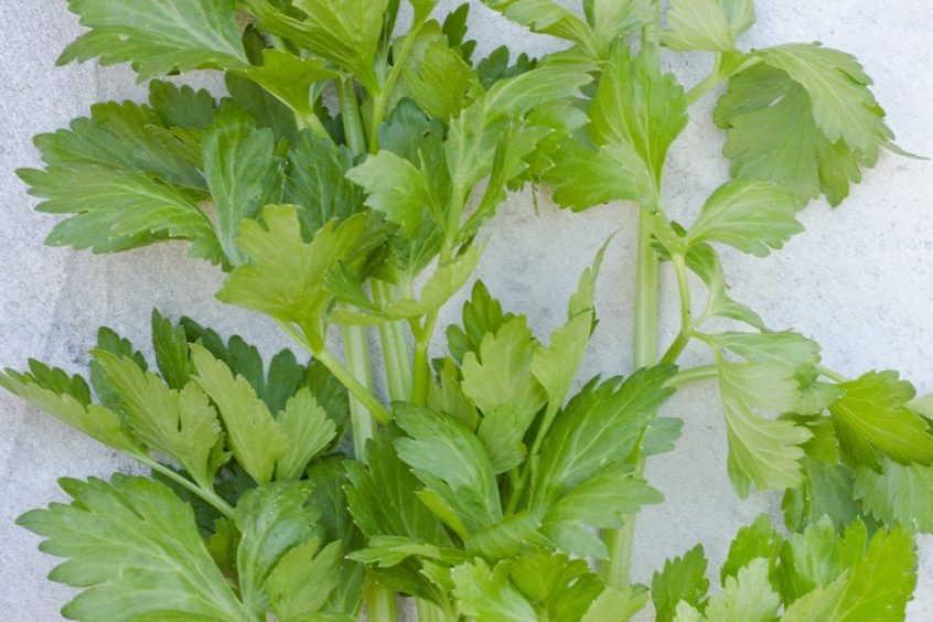 Organic Golden Pascal Celery Seeds — San Diego Seed Company