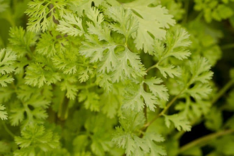 Organic Leisure Cilantro Seeds — San Diego Seed Company