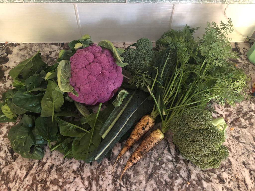 Fall Planting for Success — San Diego Seed Company