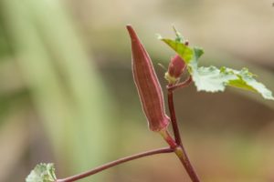 Jing Orange Okra Seeds — San Diego Seed Company