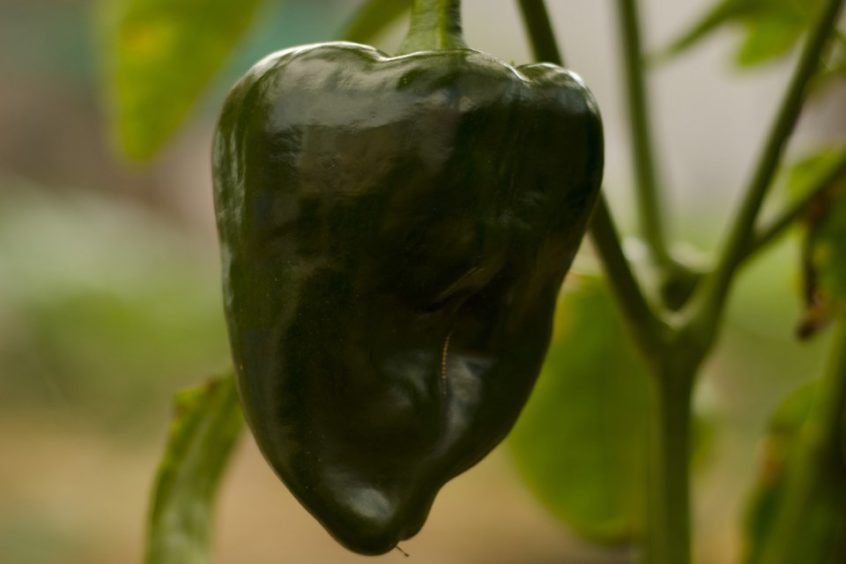 Organic Poblano Pepper Seeds — San Diego Seed Company