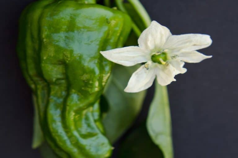 Padron Pepper Seeds Organic — San Diego Seed Company