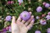Formula Mix Scabiosa Seeds | San Diego Seed Company