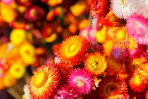 Sultane Mix Strawflower Seeds — San Diego Seed Company