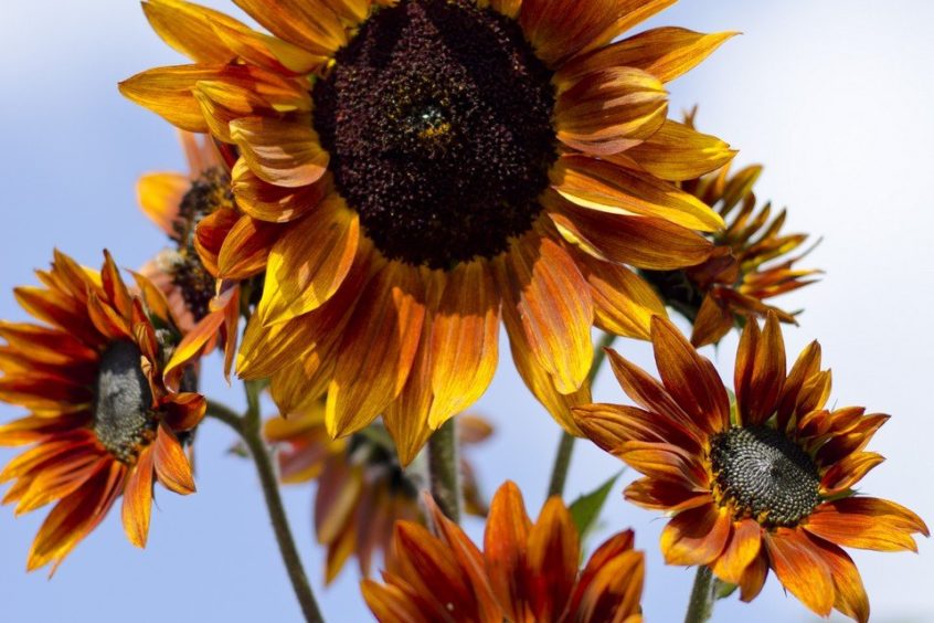 Sunflower Mix Seeds — San Diego Seed Company