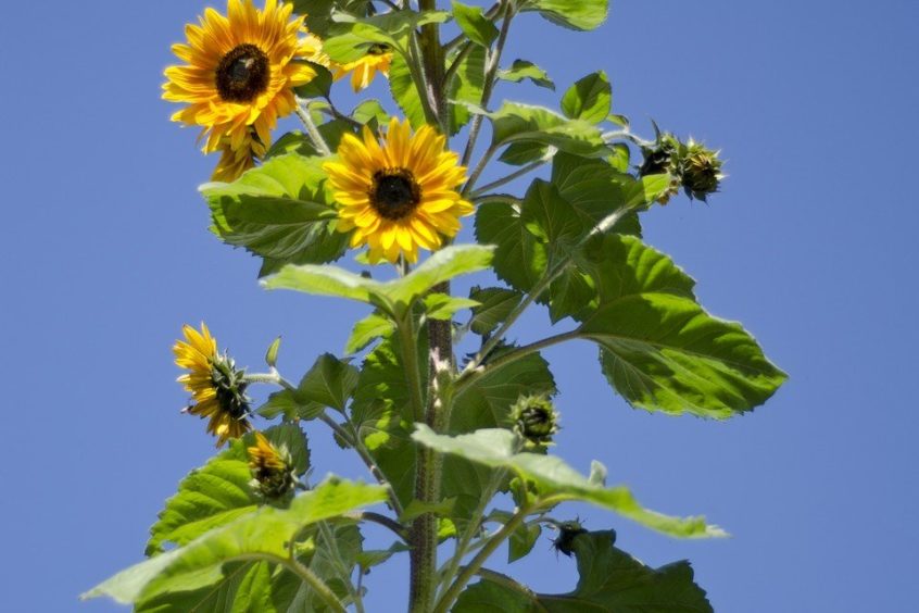 Sunflower Mix Seeds — San Diego Seed Company