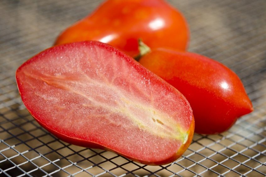 Organic Roma Tomato Seeds — San Diego Seed Company