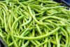 Landreth's Stringless Bush Bean Seeds | San Diego Seed Company