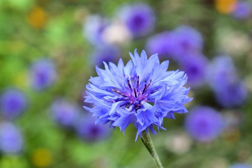 Bachelor Button Cornflower Seeds — San Diego Seed Company