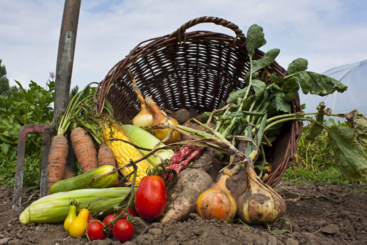 Grow a Vegetable Garden — San Diego Seed Company