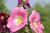 Hollyhock Seeds Indian Spring Mix — San Diego Seed Company
