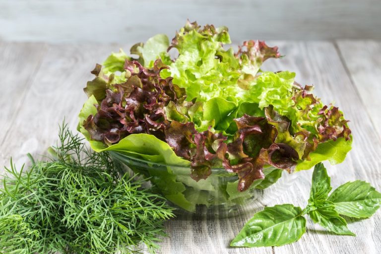 Organic Salad Bowl Mix Lettuce Seeds — San Diego Seed Company