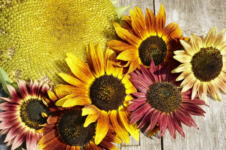 Sunflower Mix Seeds — San Diego Seed Company