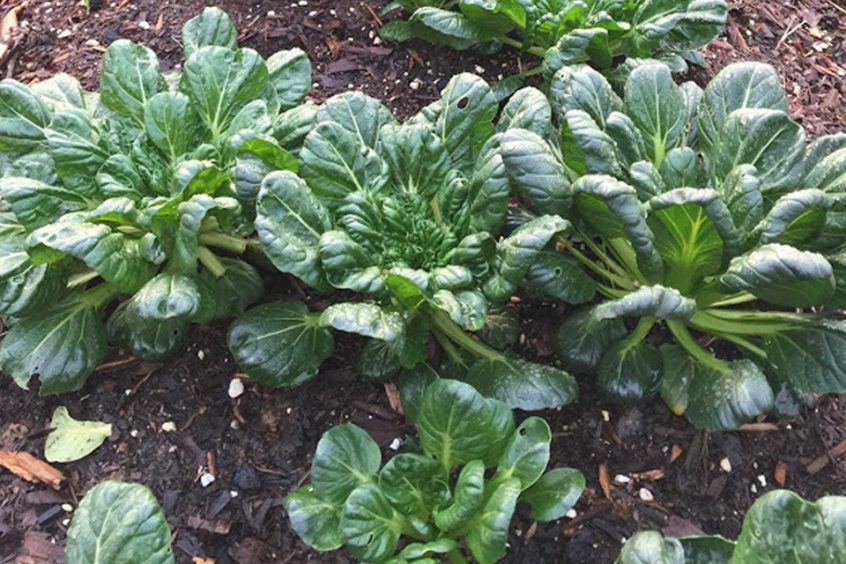 Organi Seed | Black Knight Tatsoi | San Diego Seed Company
