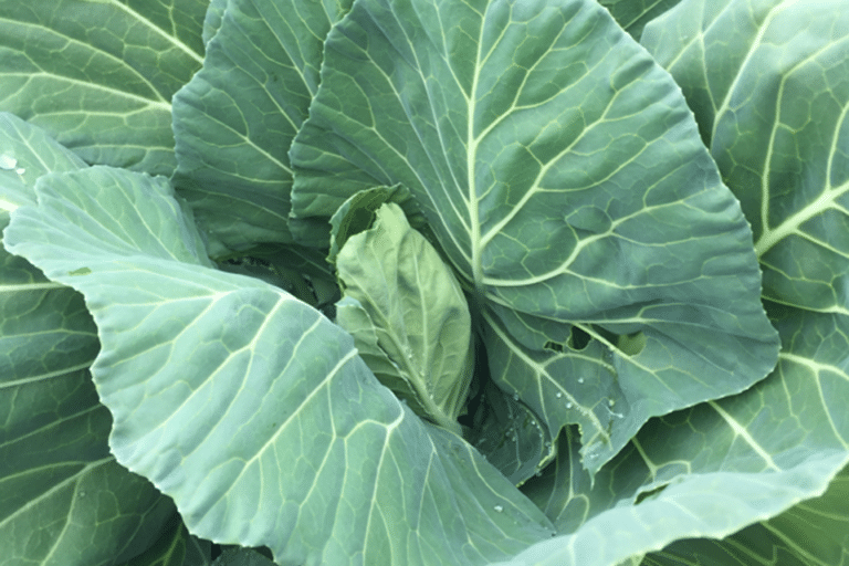 Vates Collard Seeds — San Diego Seed Company