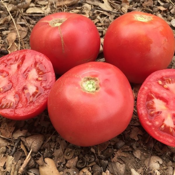 Tomato Seeds — Page 5 of 6 — San Diego Seed Company