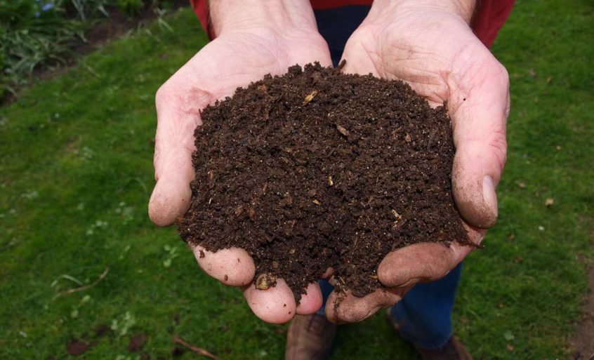 Spring Garden Archives — San Diego Seed Company