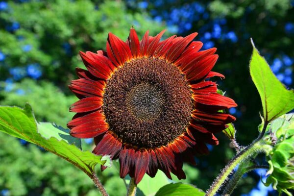 Chocolate Cherry Sunflower Seeds | San Diego Seed Company
