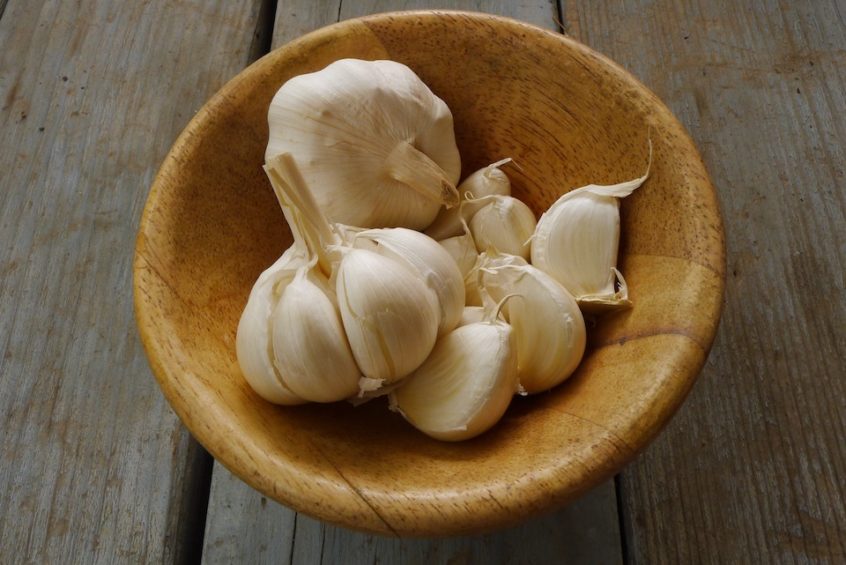Organic Chopaka Mountain Softneck Garlic Seeds — San Diego Seed Company