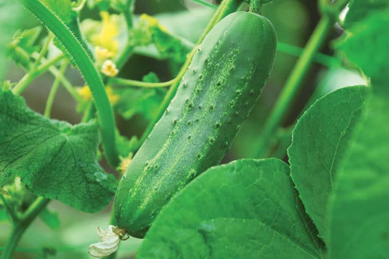 Vegetables to Plant in the Summer — San Diego Seed Company
