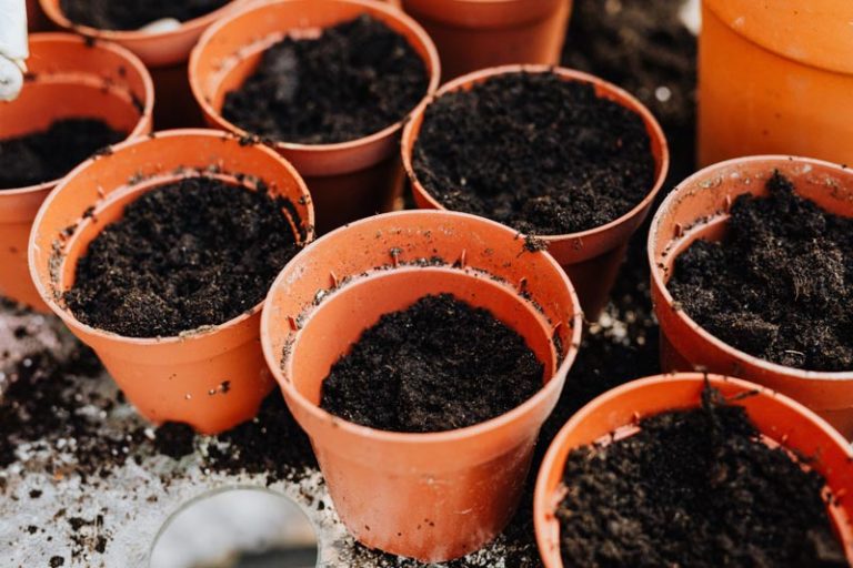 Vegetable Container Size Chart — San Diego Seed Company