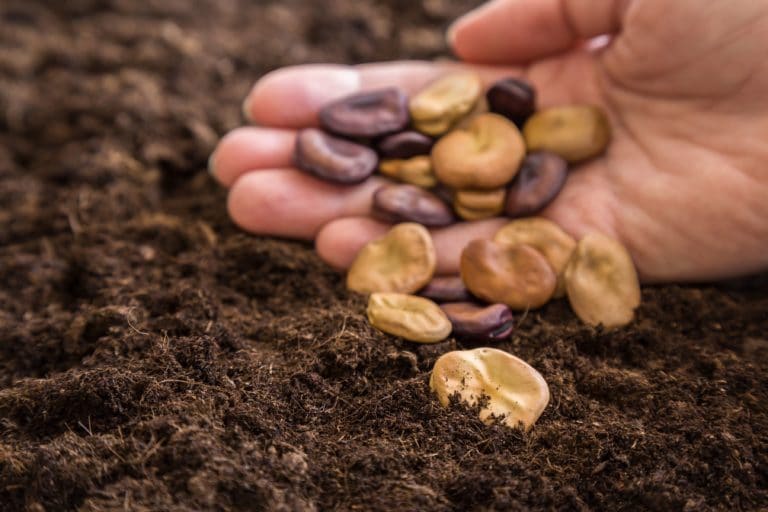 How to Grow Beans from Seed — San Diego Seed Company