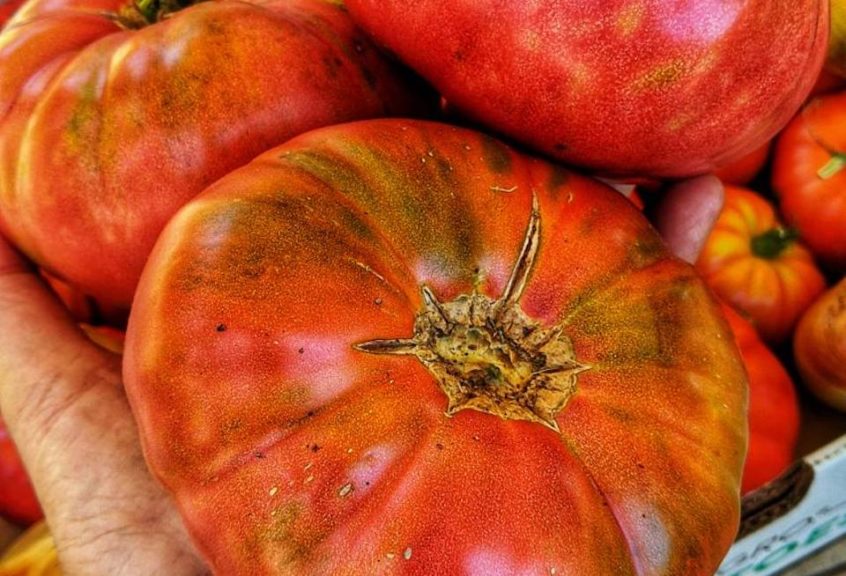 Great Big Tomatoes Compost Tea — San Diego Seed Company