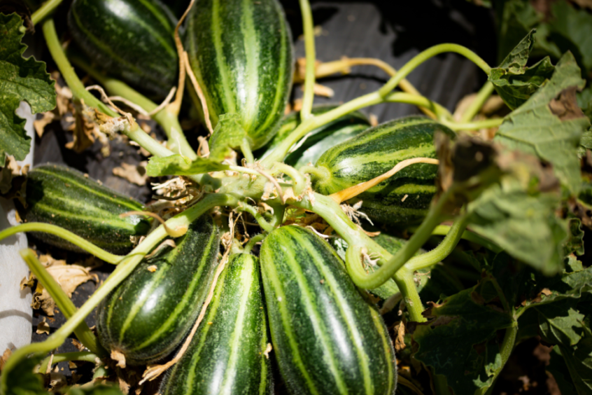 Carosello Leccese Cucumber Seeds | San Diego Seed Company