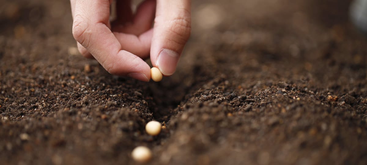 Fall Gardening in Southern California — San Diego Seed Company