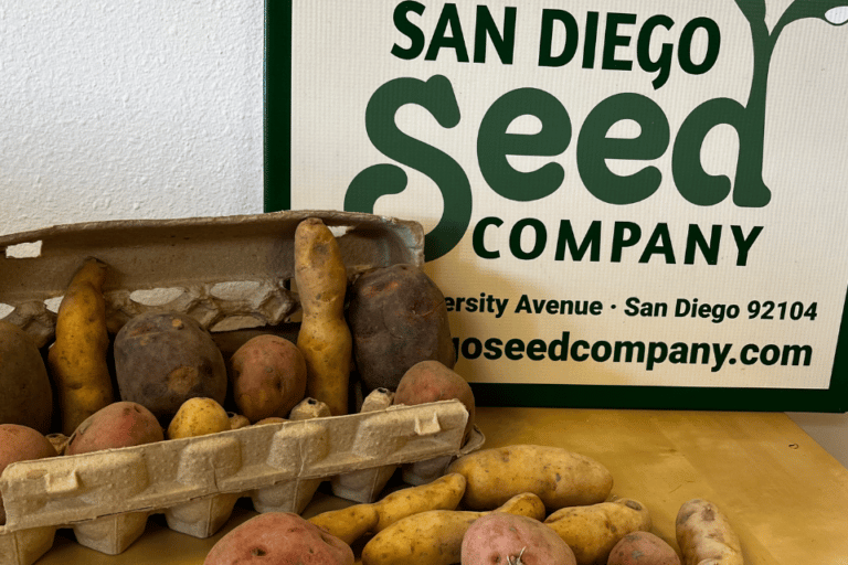 Purple Viking Seed Potatoes — San Diego Seed Company