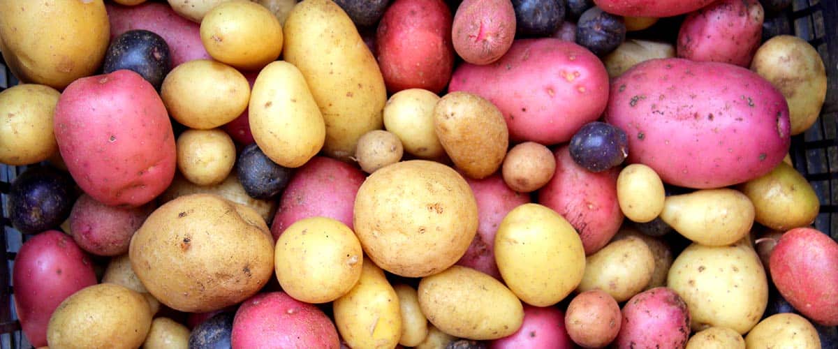 Potatoes — San Diego Seed Company