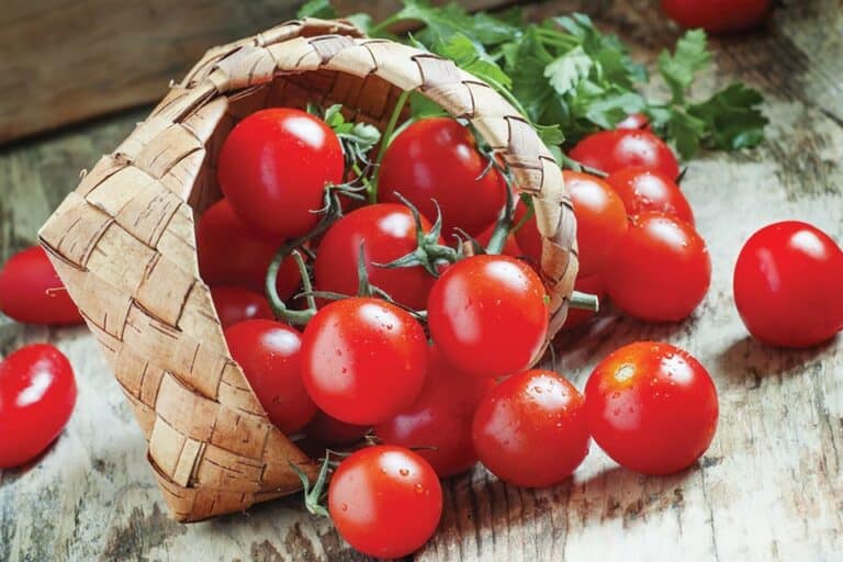 Organic Gardener's Delight Tomato Seeds — San Diego Seed Company
