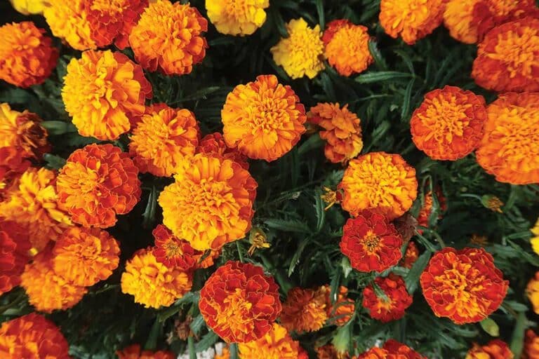 Organic Sparky Marigold Seeds — San Diego Seed Company