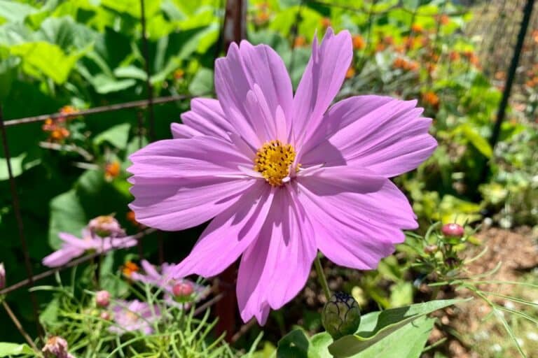 Organic Dwarf Bouquet Cosmos Seeds — San Diego Seed Company