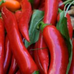 Texas Summer Garden Seed Bundle — San Diego Seed Company