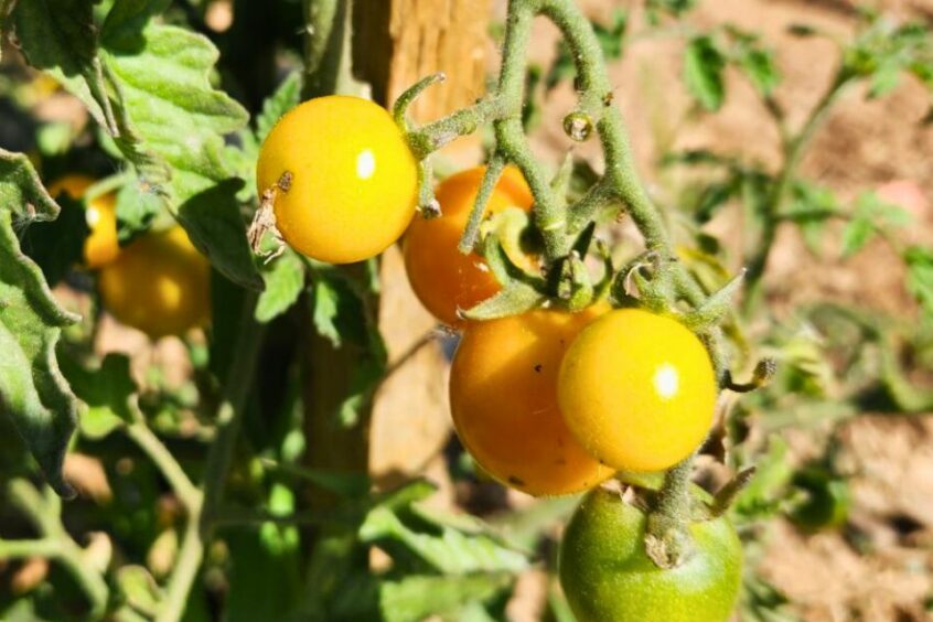 Organic Dezi Sungold Tomato Seeds — San Diego Seed Company