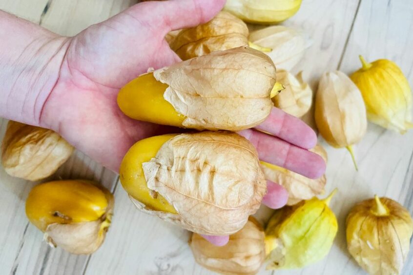 Organic Chupon de Malinalco Tomatillo Seeds | San Diego Seed Company