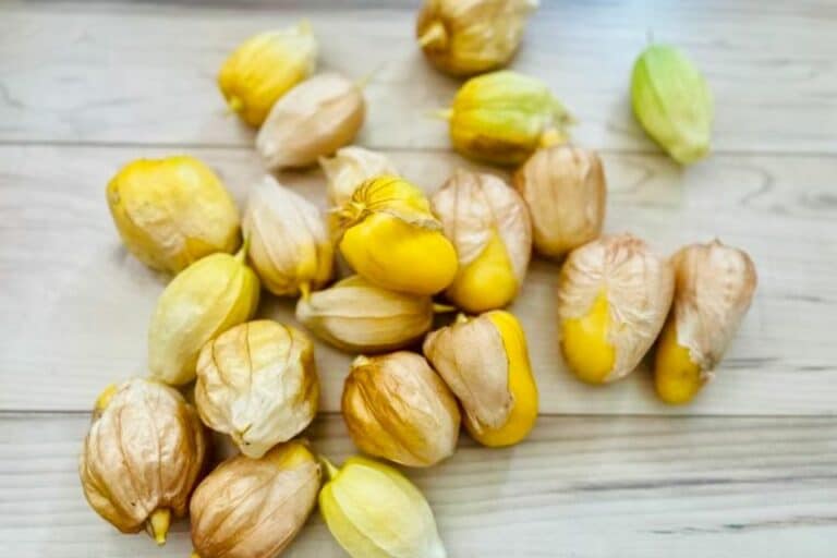 Organic Chupon de Malinalco Tomatillo Seeds | San Diego Seed Company