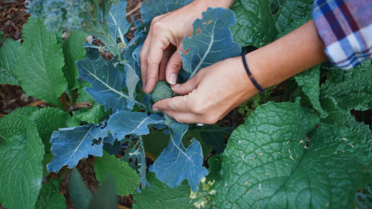 Growing Together Membership Gardening Course | San Diego Seed Company