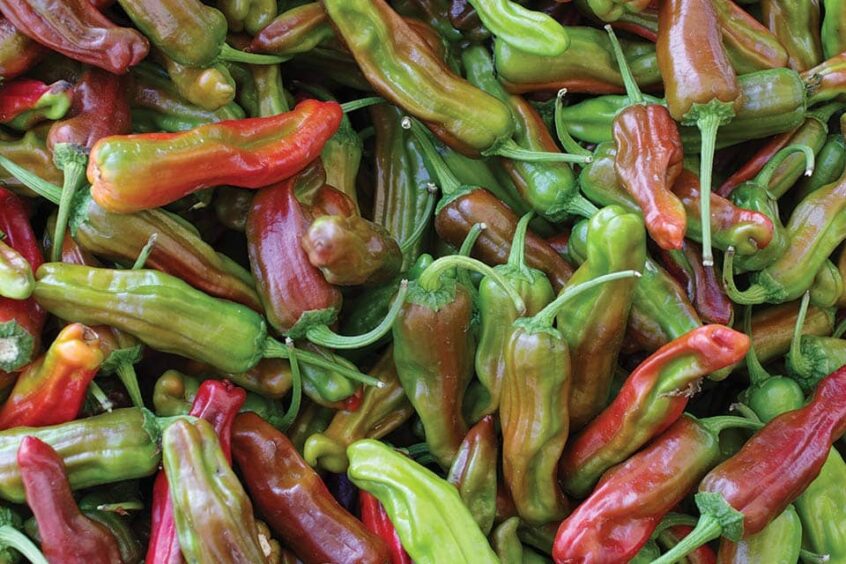 Organic Italian Pepperoncini Pepper Seeds — San Diego Seed Company