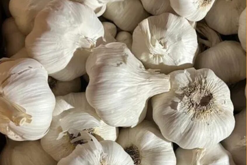 Organic Mexican Pearl Softneck Garlic Seeds — San Diego Seed Company