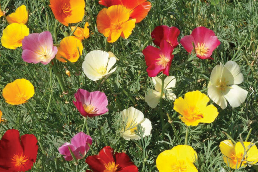 California Formula Mix Poppy Seeds — San Diego Seed Company