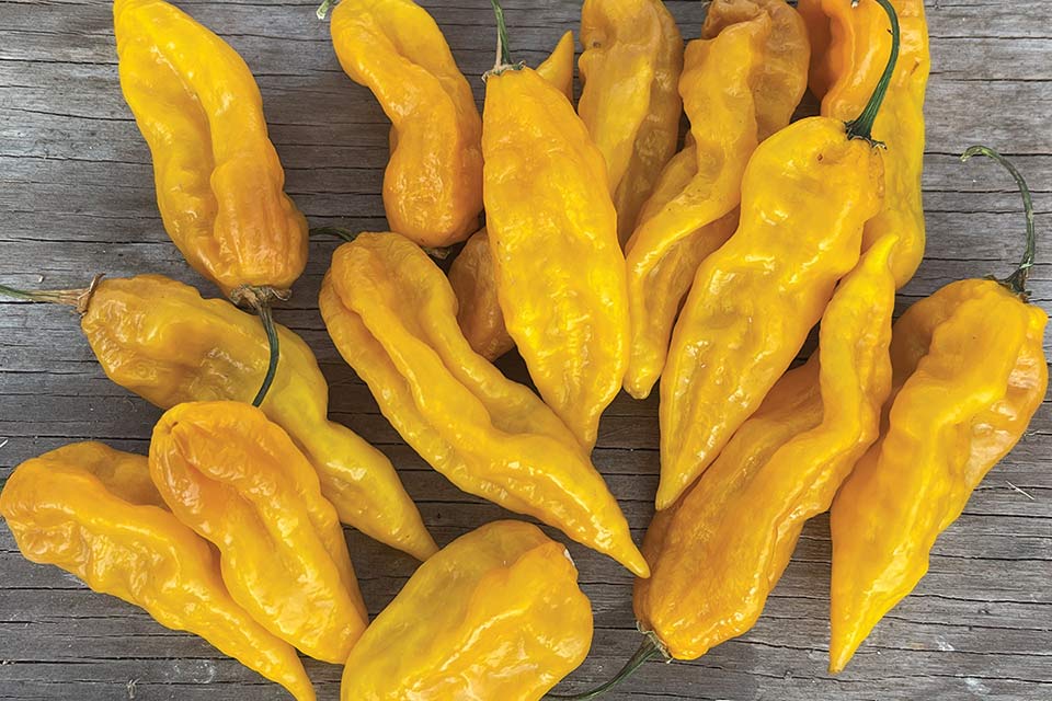 Organic Fatalii Naked Pepper Seeds — San Diego Seed Company
