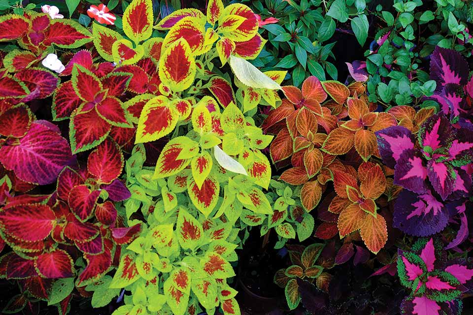 Rainbow Mix Coleus Seeds — San Diego Seed Company
