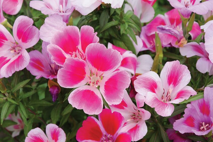 Dwarf Godetia Seeds — San Diego Seed Company